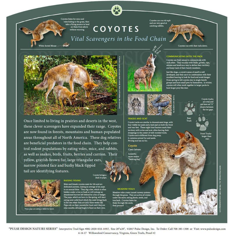 Wildlife at Willowsford | Willowsford Conservancy & Farm