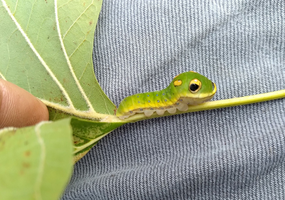 Willowsford Wildlife 🐛 | Willowsford Conservancy & Farm