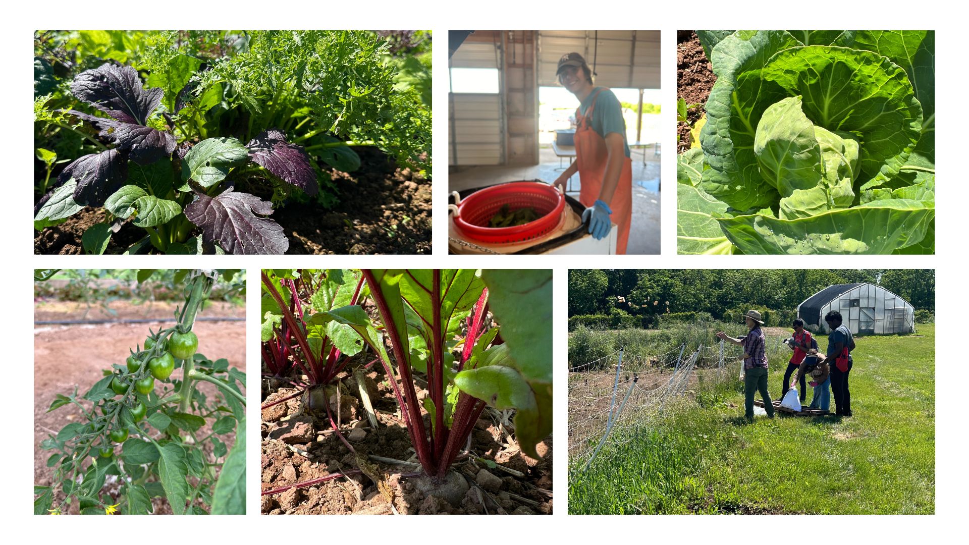 Fresh Spring Greens Available! 🥬 | Willowsford Conservancy & Farm