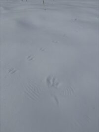 Identifying Wildlife Tracks in the Snow | Willowsford Conservancy & Farm