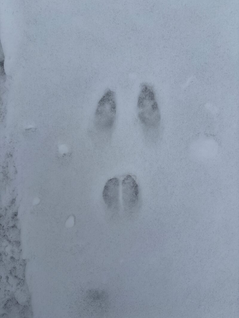 Identifying Wildlife Tracks in the Snow | Willowsford Conservancy & Farm