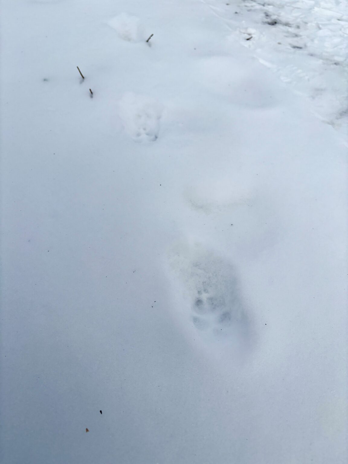 Identifying Wildlife Tracks in the Snow | Willowsford Conservancy & Farm