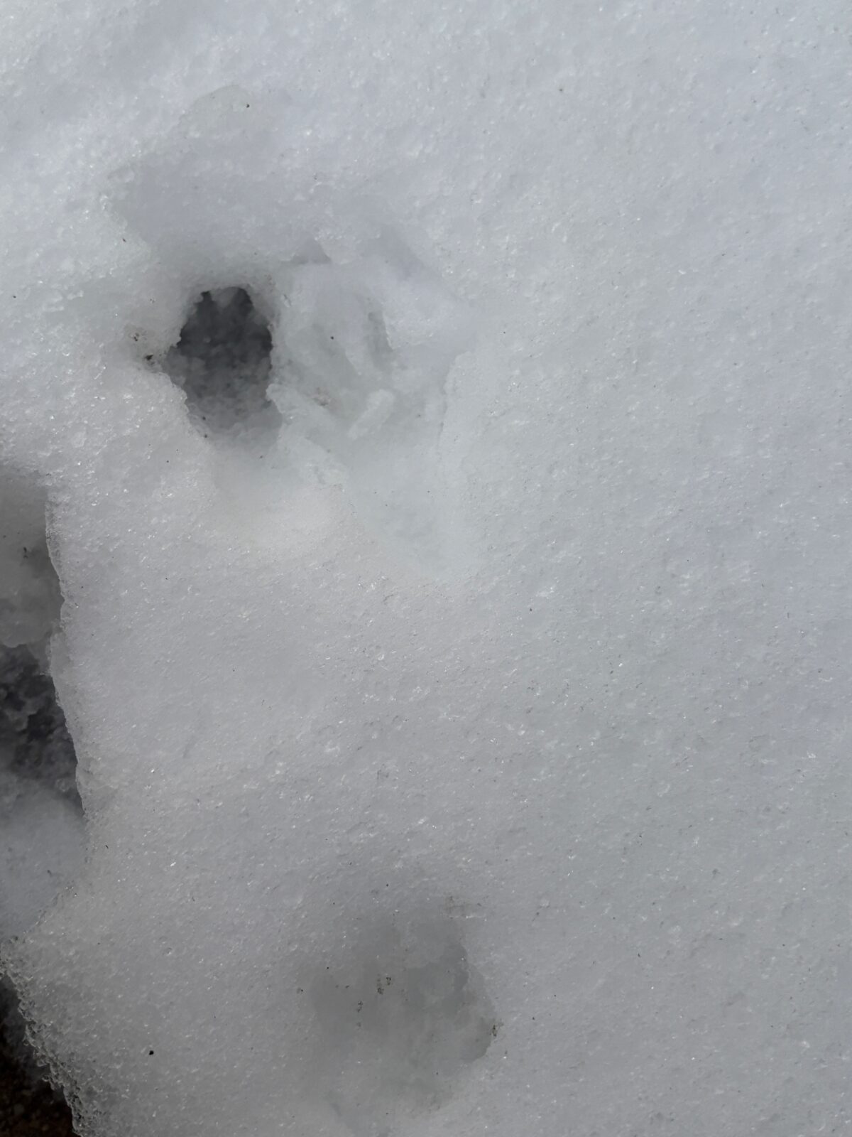 Identifying Wildlife Tracks in the Snow | Willowsford Conservancy & Farm