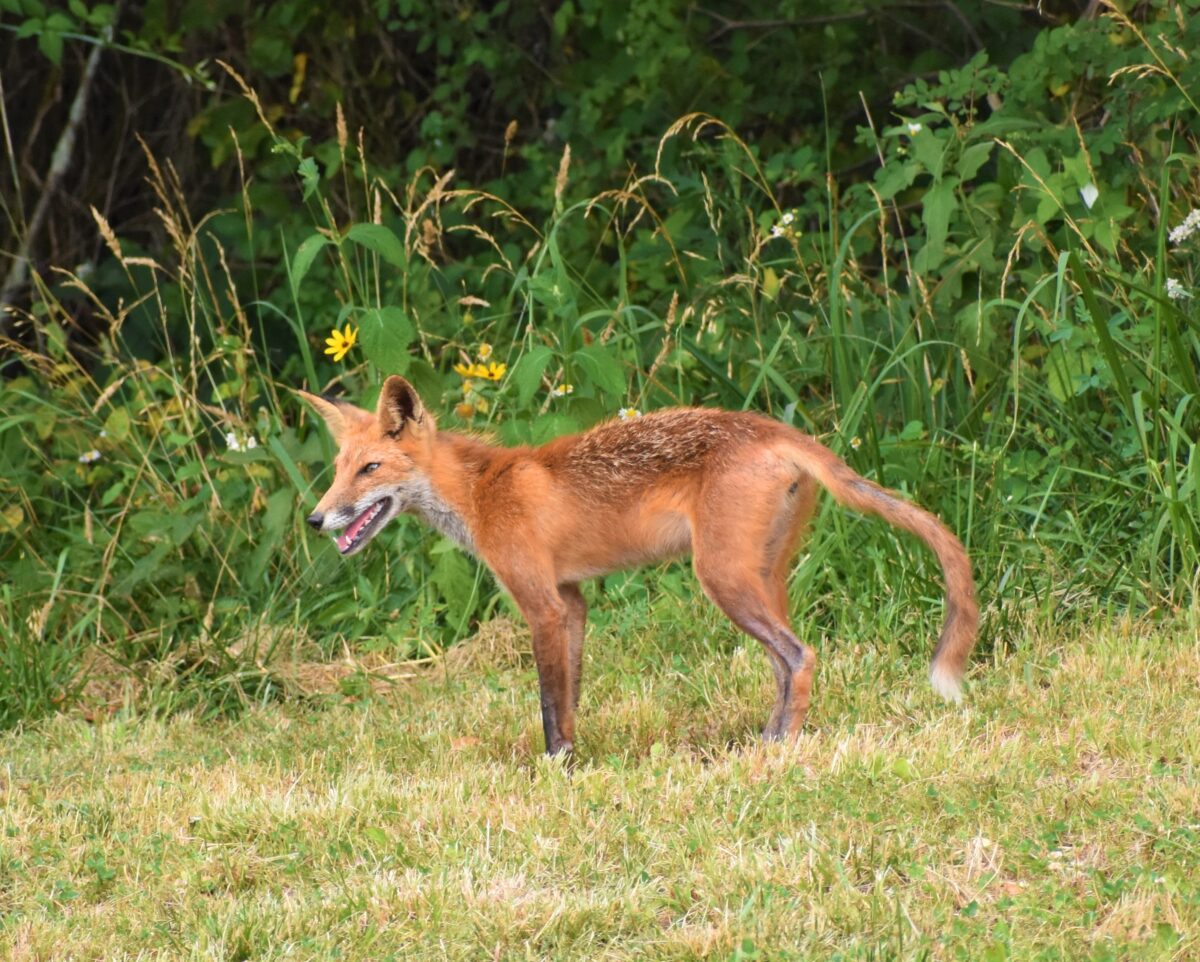 Too Hot to Handle: How Wildlife Copes with Heat Waves | Willowsford ...