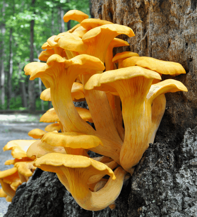 Nature’s Halloween | Willowsford Conservancy & Farm