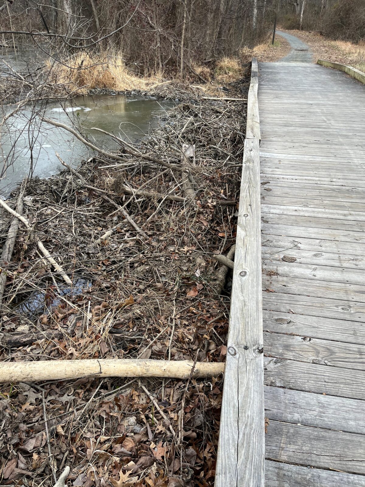 Beavers: Nature’s Engineers in Our Midst | Willowsford Conservancy & Farm