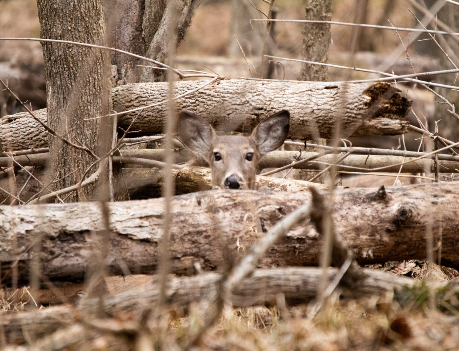 Deer Management Program: 2025–26 Season Recap and What’s Ahead ...